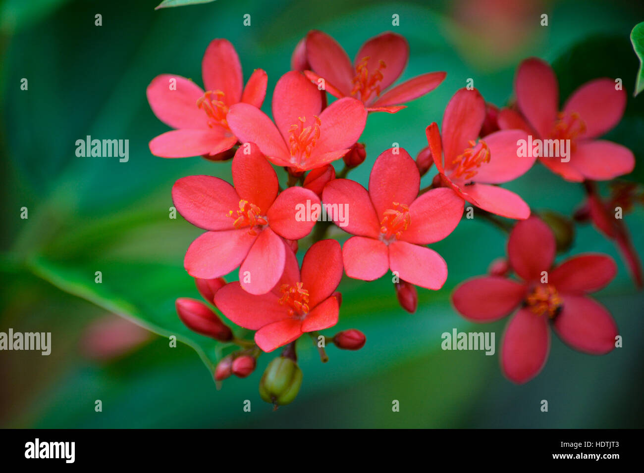 Red leaf florida plants hi-res stock photography and images - Alamy