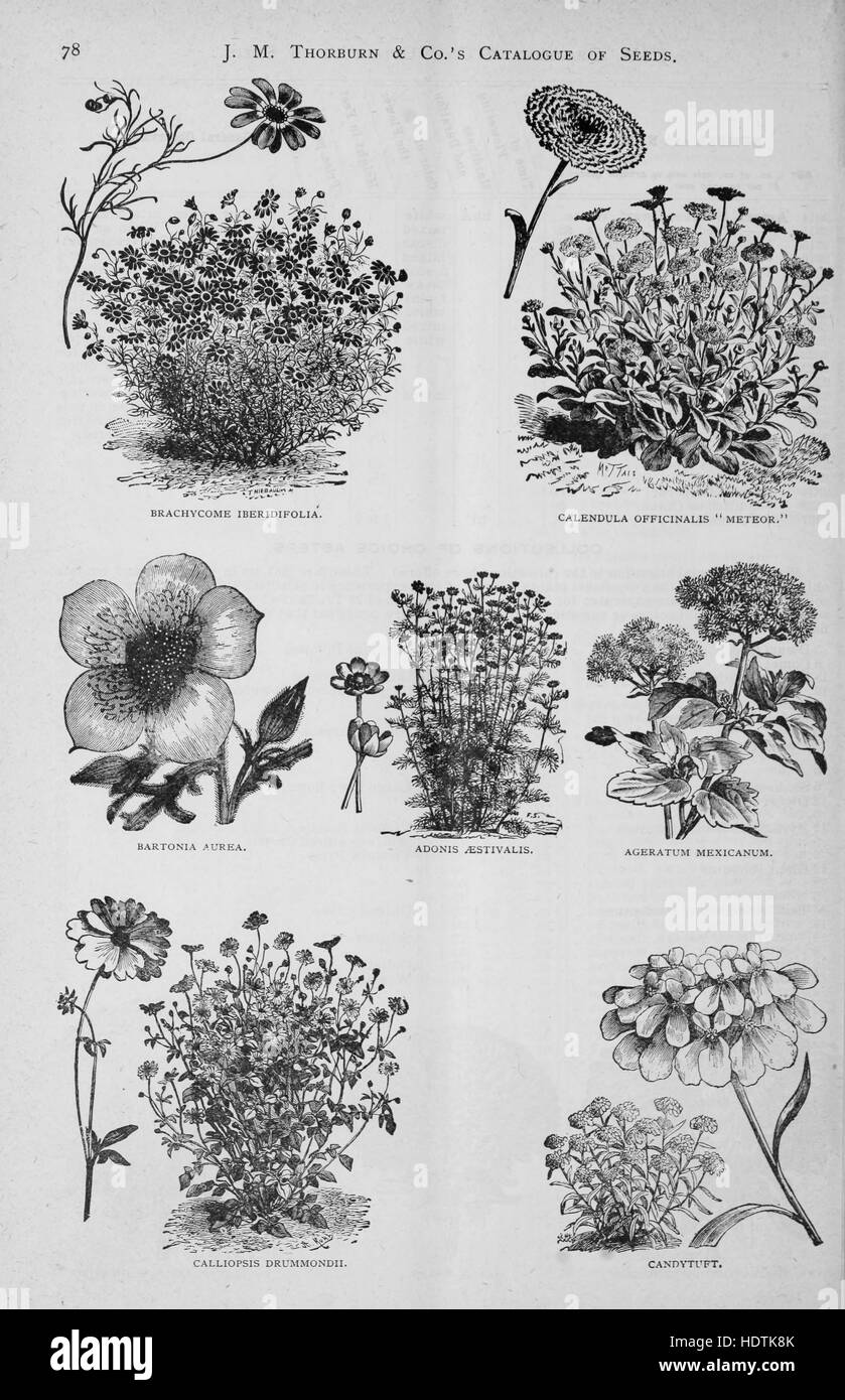 Descriptive catalogue hi-res stock photography and images - Alamy