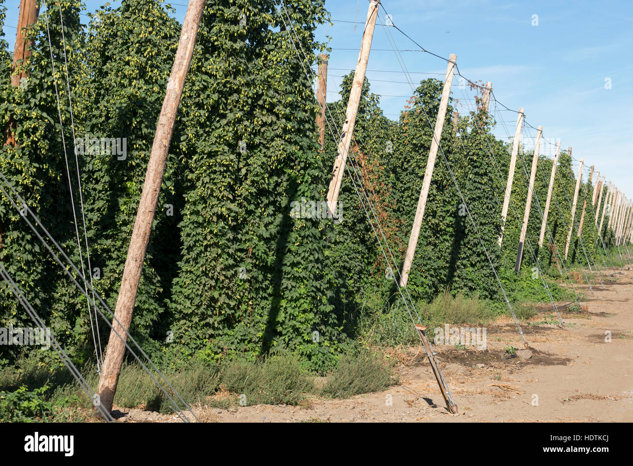 Yakima valley hop hi-res stock photography and images - Alamy