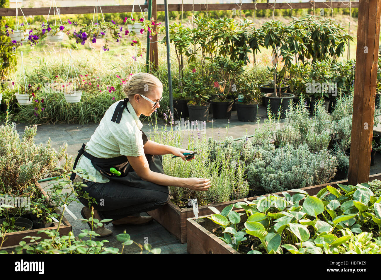 Cutting seedlings in a pot Stock Photo - Alamy