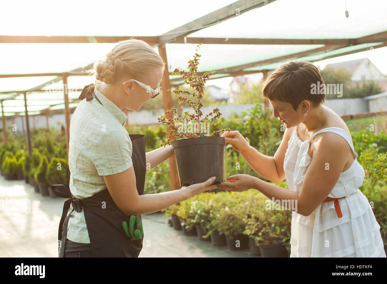 Florist demonstrating flowers in a pot Stock Photo - Alamy