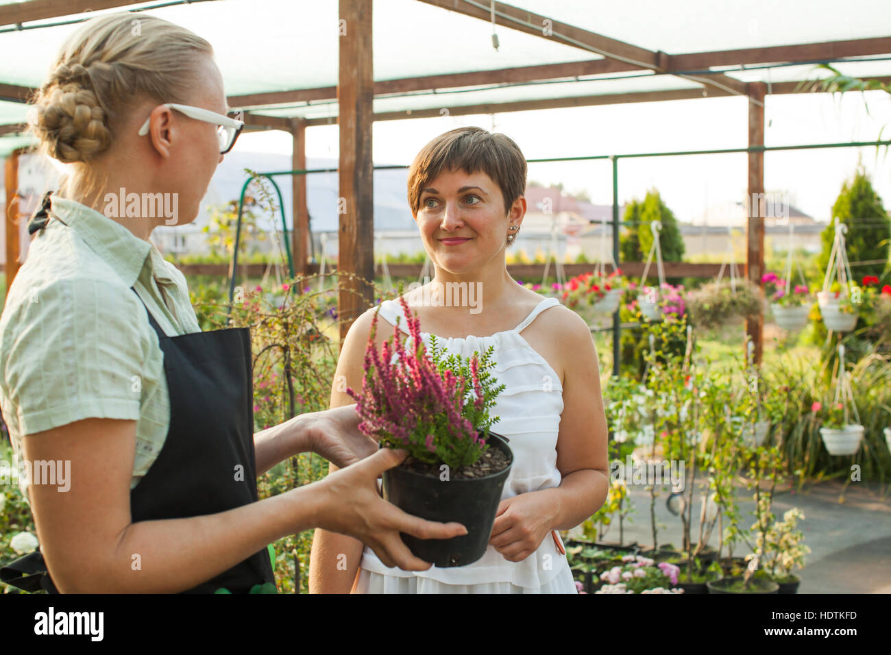Florist demonstrating flowers in a pot Stock Photo - Alamy