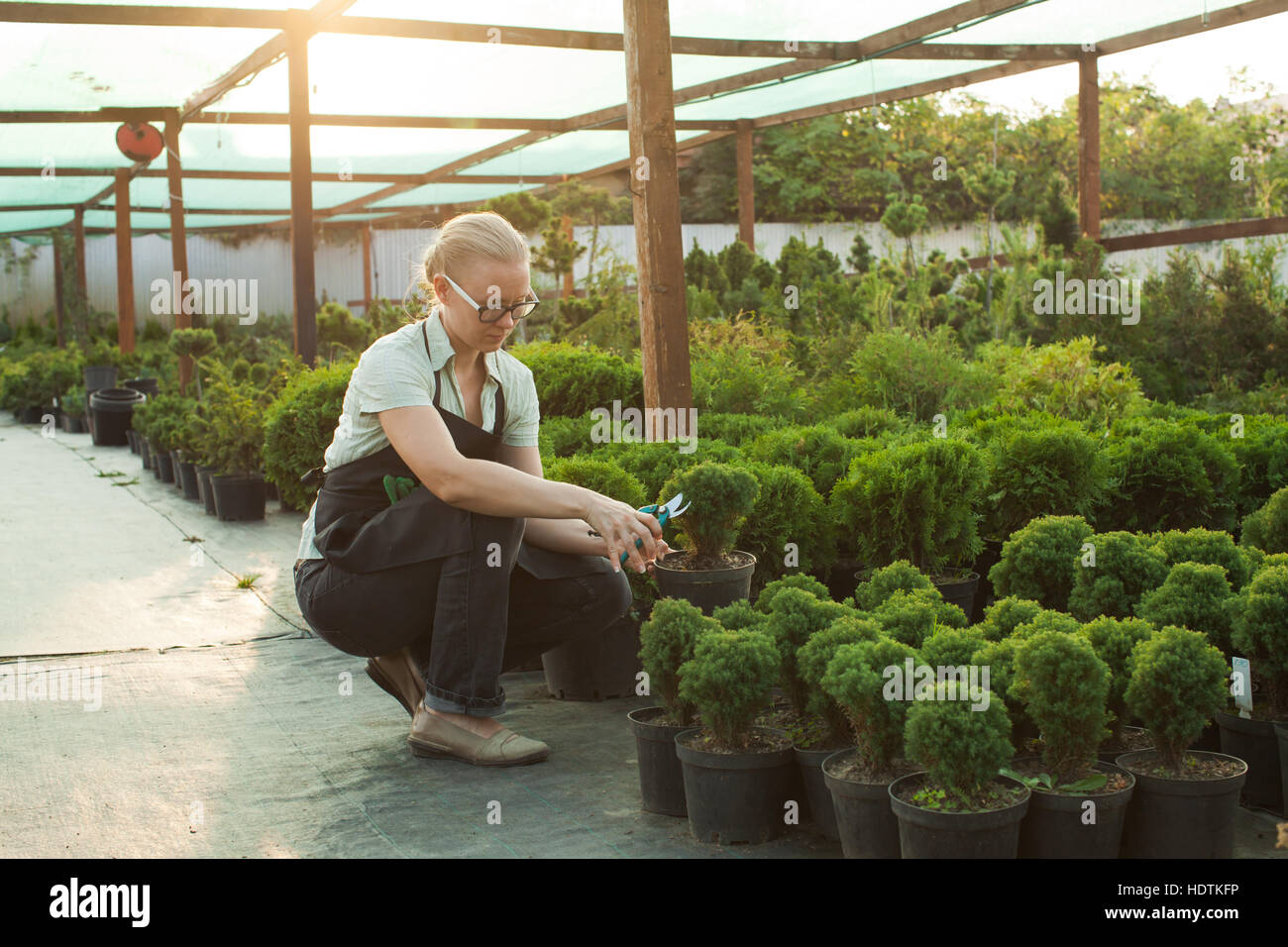 Cutting seedlings in a pot Stock Photo - Alamy