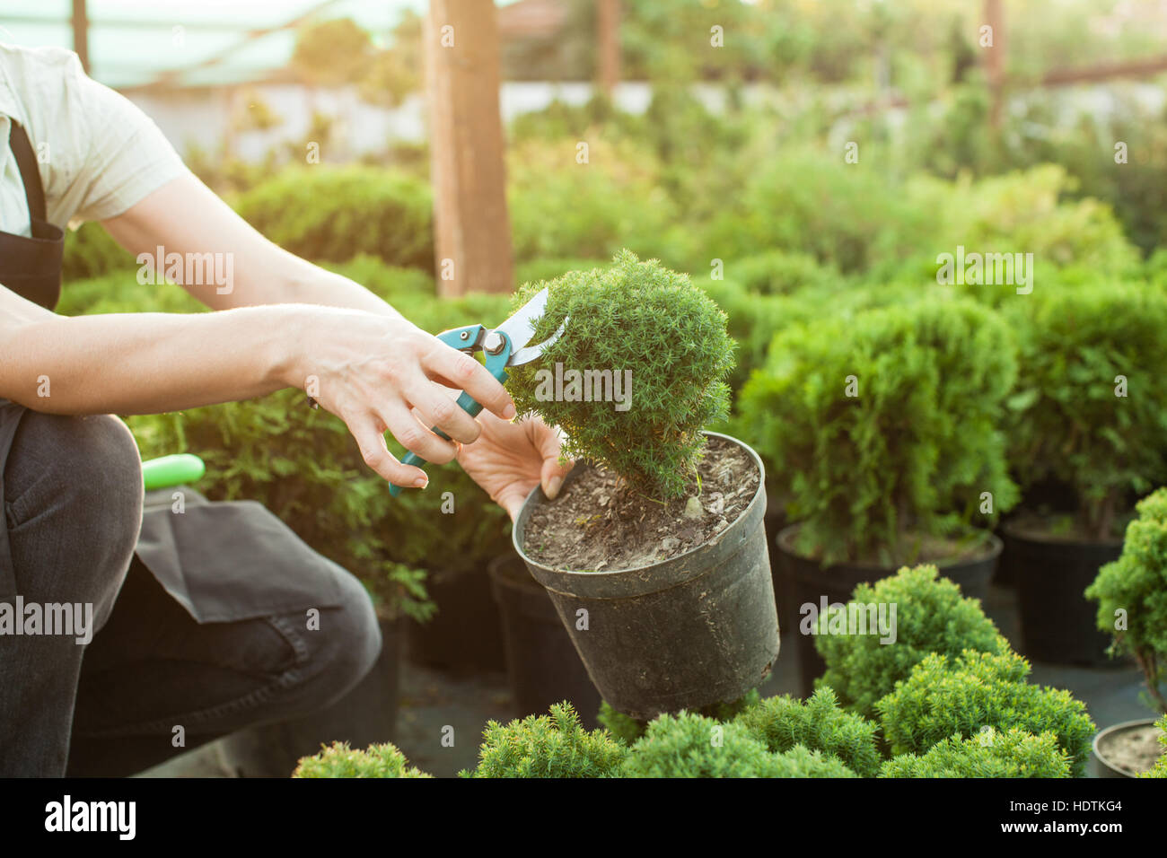 Cutting seedlings in pot hi-res stock photography and images - Alamy