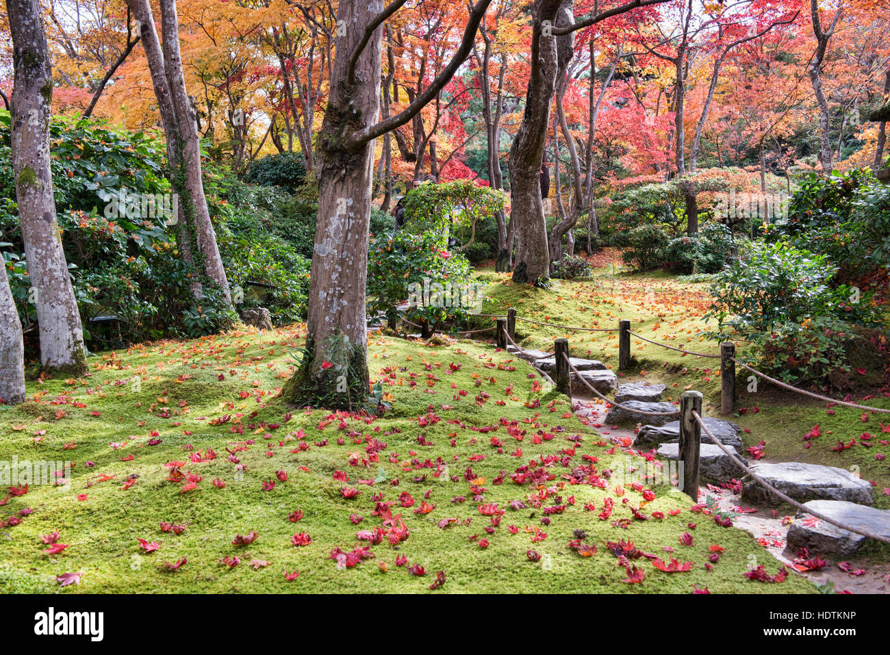 Fallen autumn leaves in the Okochi Sanso Villa garden Kyoto, Japan ...