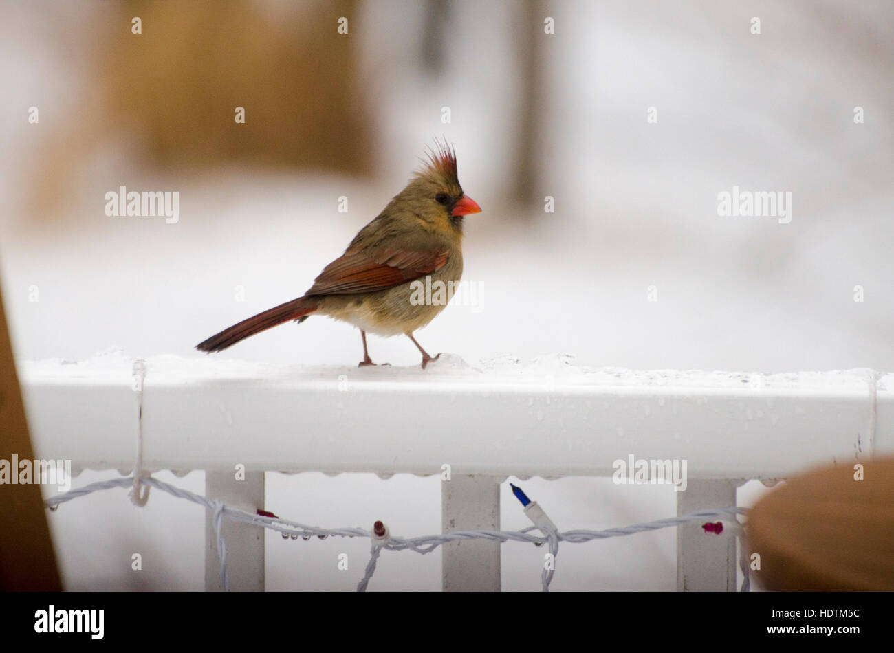 Cardinal in winter hi-res stock photography and images - Alamy