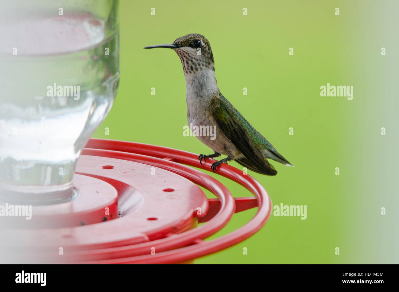 Humming bird stretches its neck while sitting on a hummingbird feeder ...