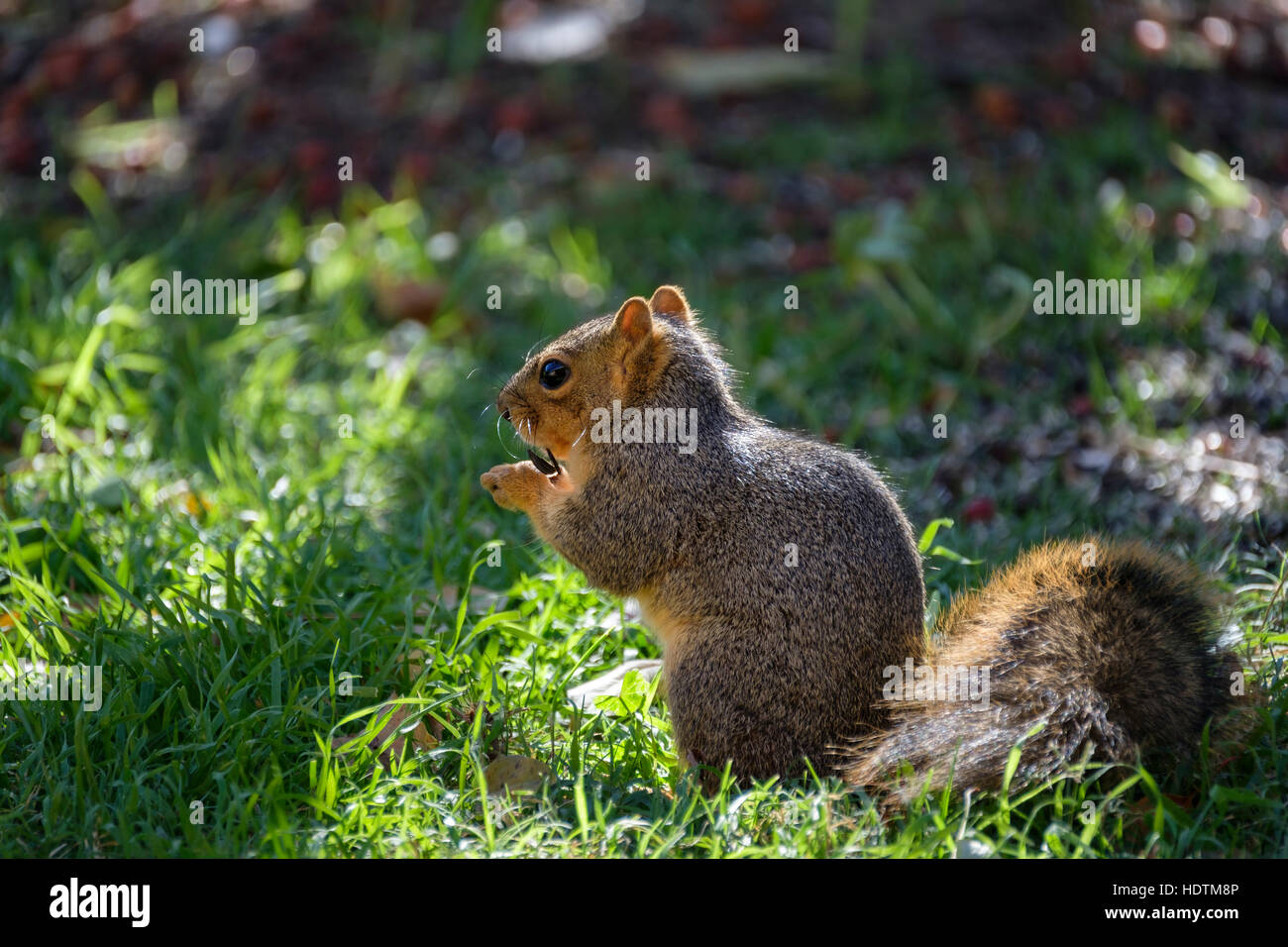 Bryants fox squirrel hi-res stock photography and images - Alamy