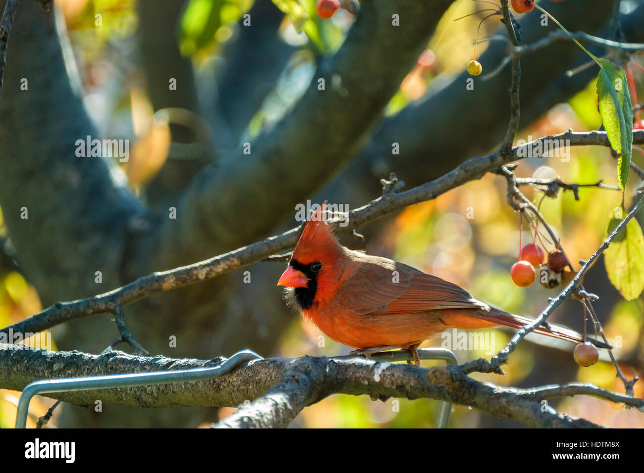 Malus cardinal hi-res stock photography and images - Alamy
