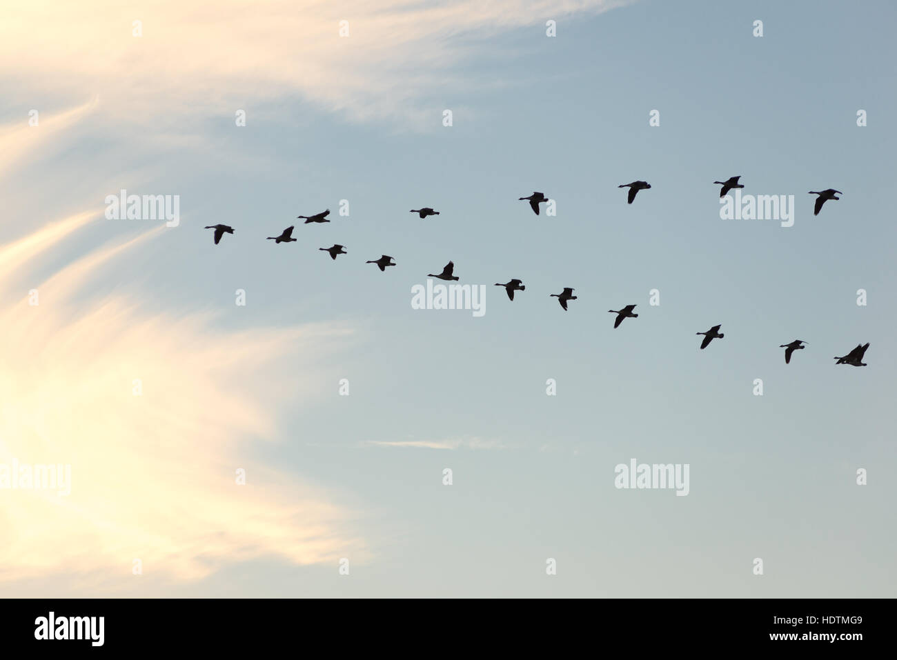 Geese Flying Formation High Resolution Stock Photography and Images - Alamy