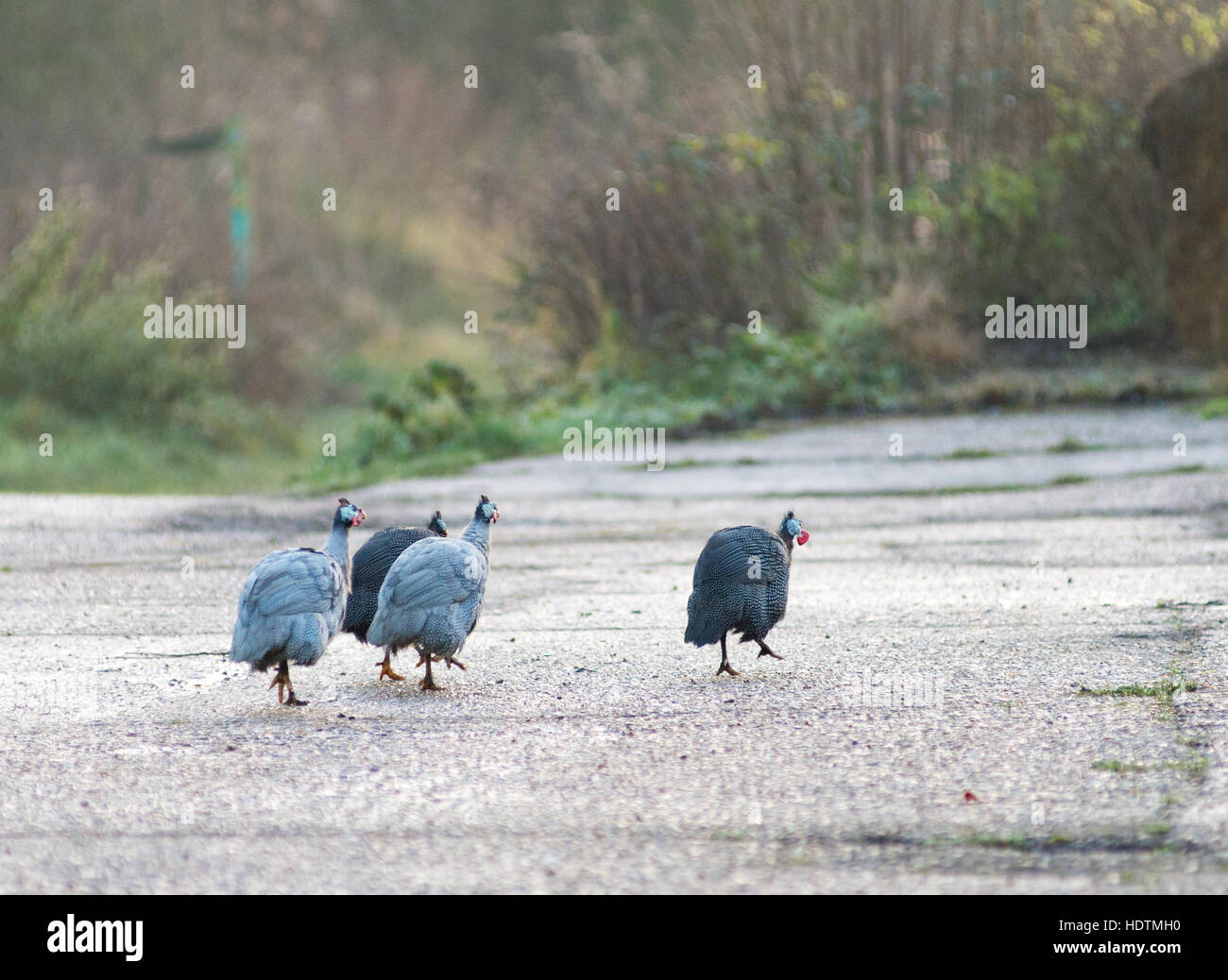 Guinea fowl flock hi-res stock photography and images - Alamy