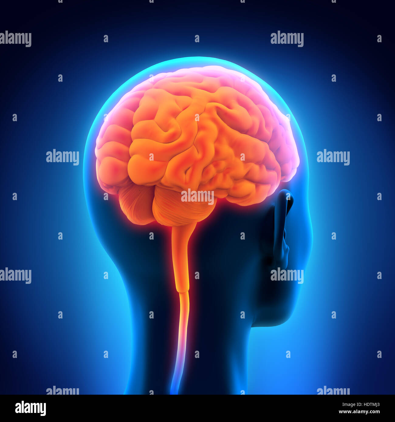 Human Brain Anatomy Stock Photo - Alamy