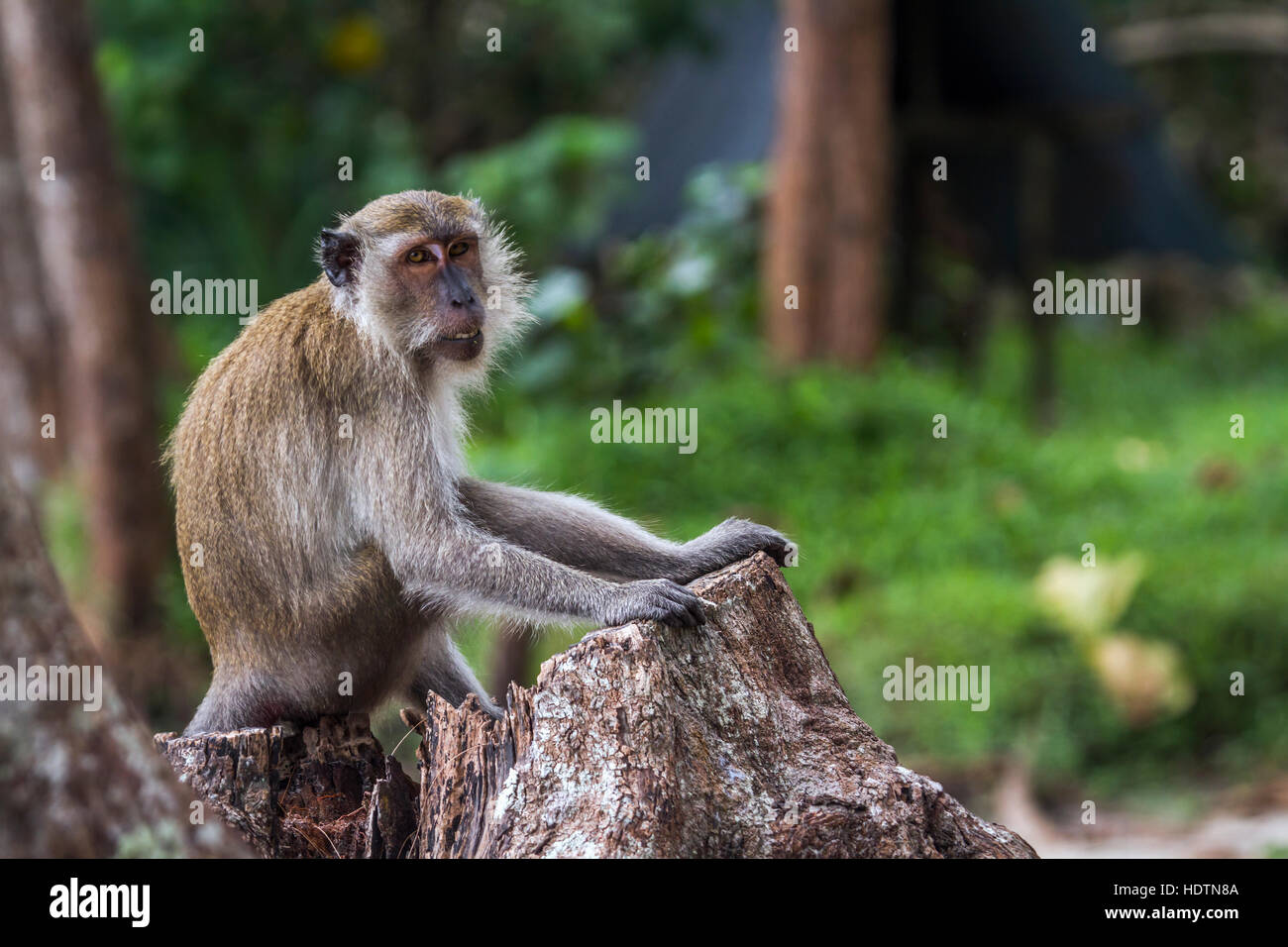 Crab-eating macaca in Thailand ; specie Macaca fascicularis family of ...