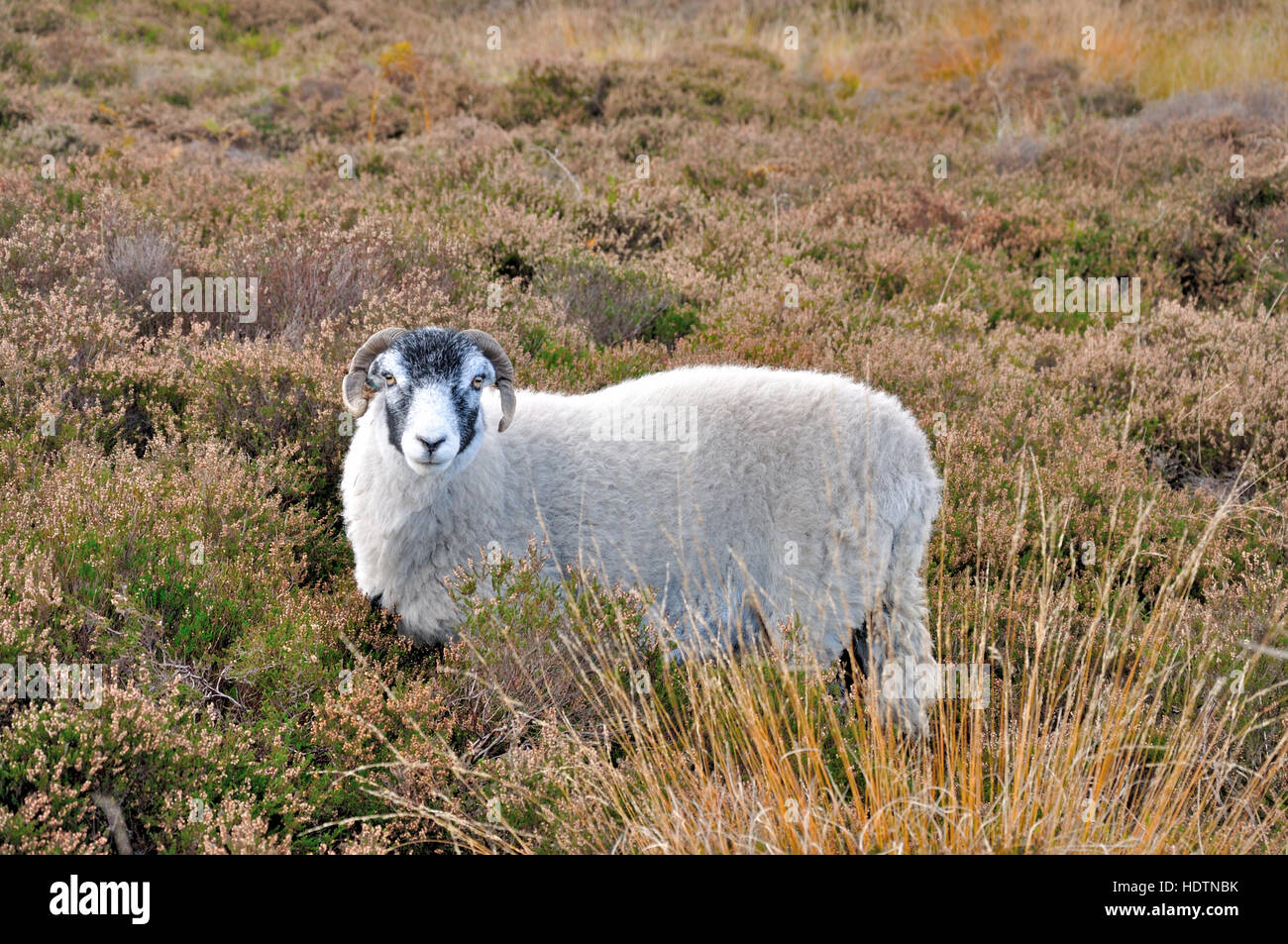 Sheep horns hi-res stock photography and images - Alamy