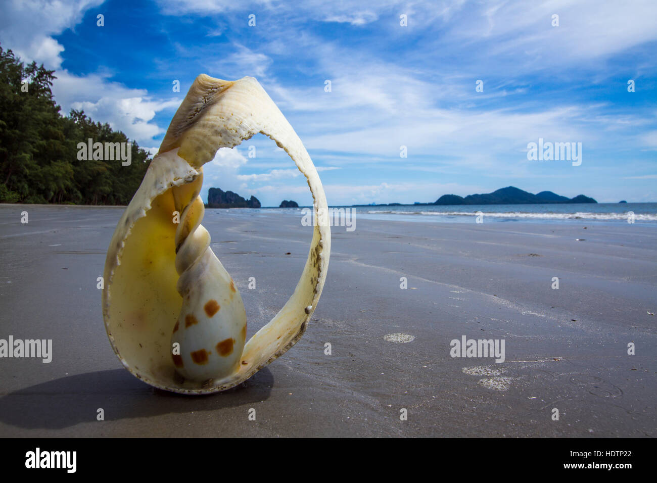 Shell in Hat Chao Mai national park, Thailand Stock Photo - Alamy