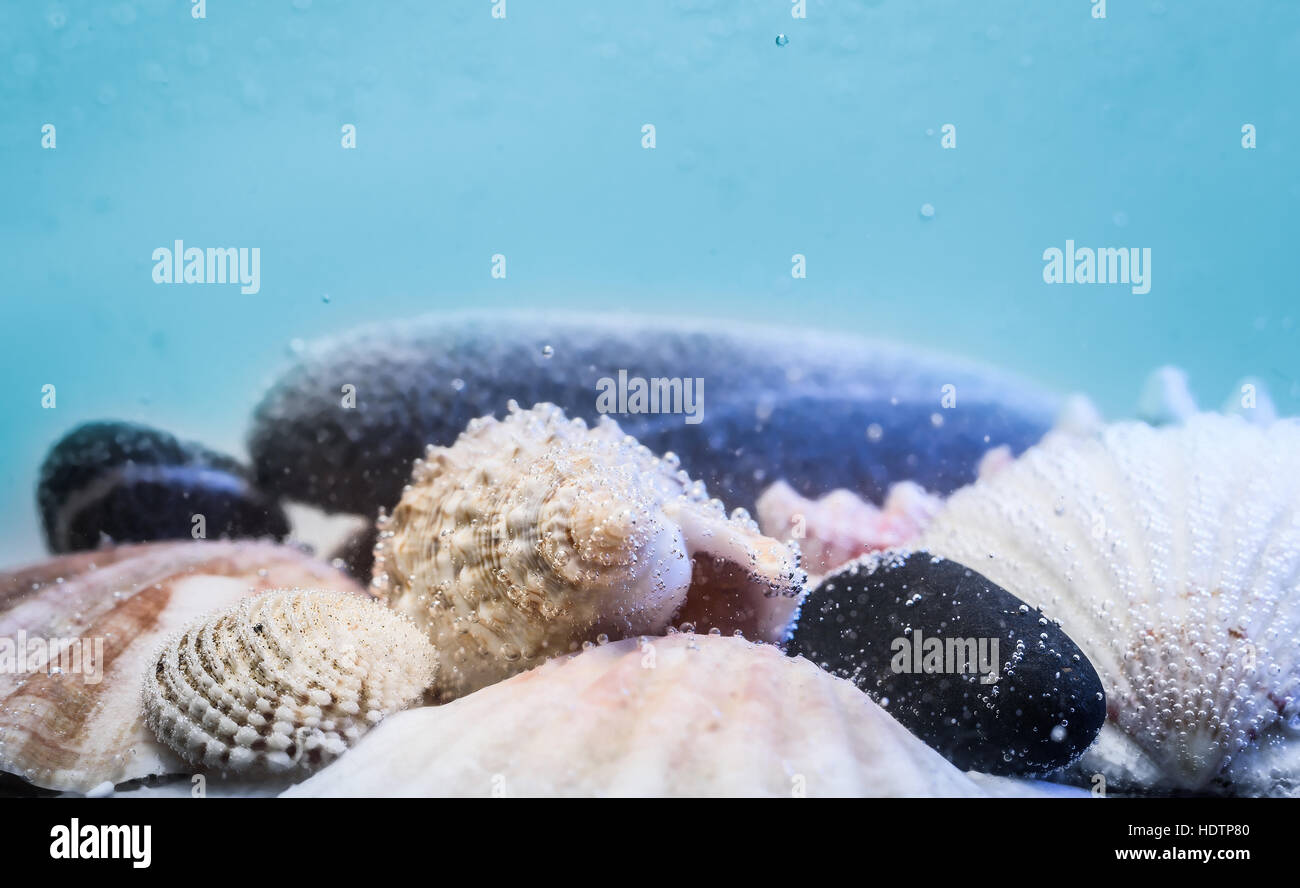 shell in water with bubbles isolated closeup on a light background ...