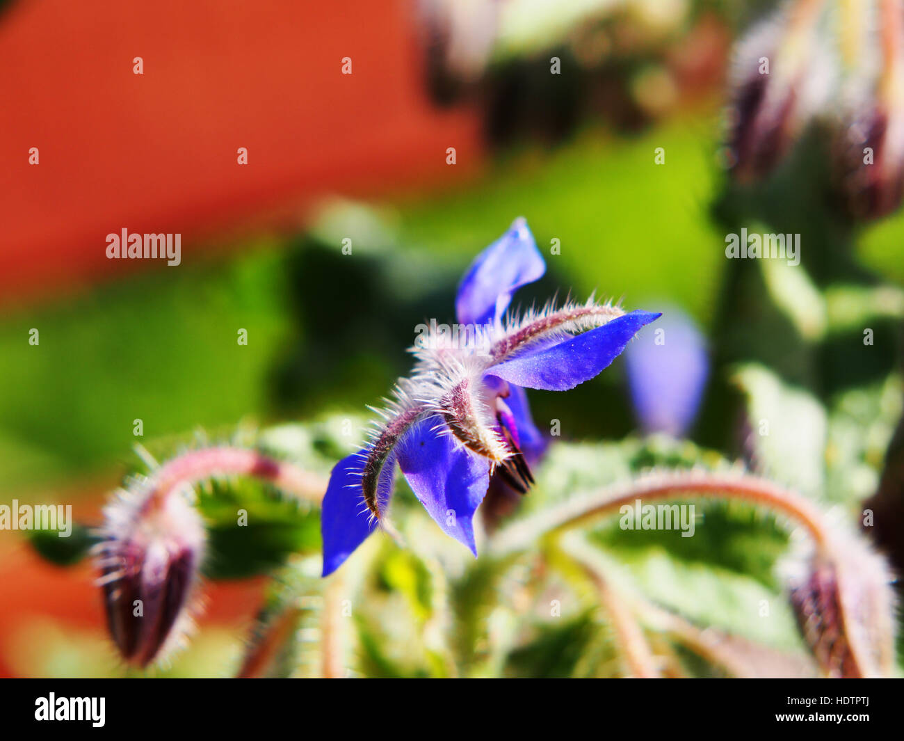 Borago officinalis - Borage, Starflower Stock Photo - Alamy