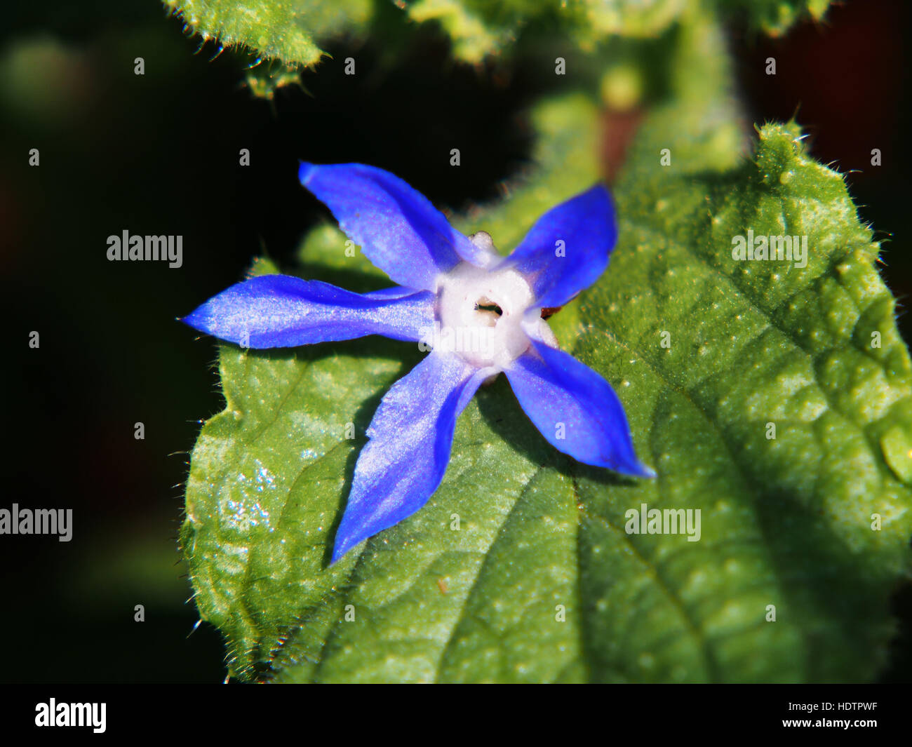 Borago officinalis - Borage, Starflower in full bloom Stock Photo - Alamy