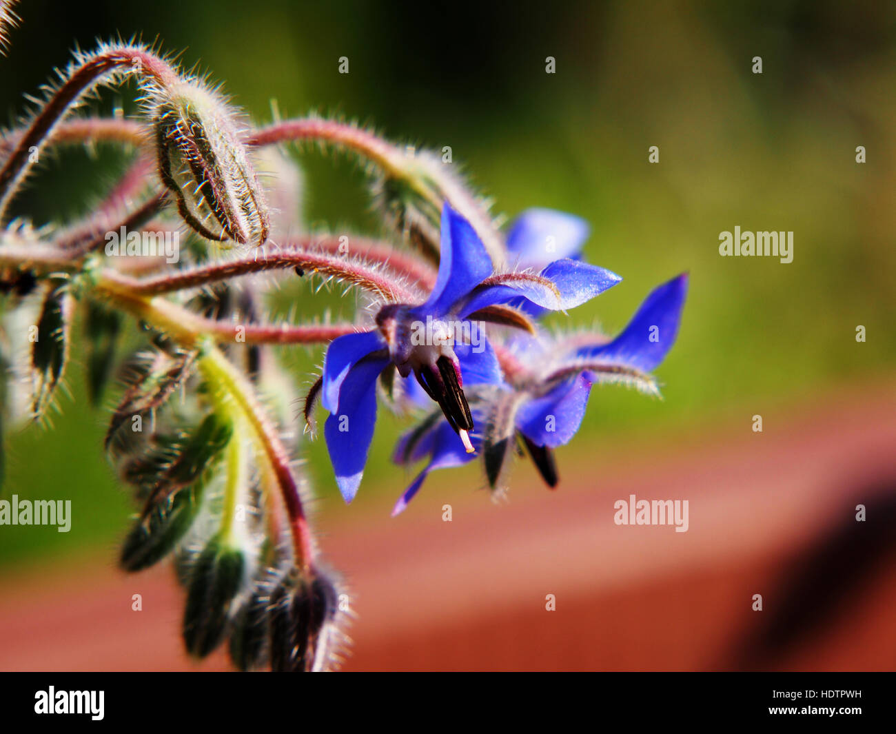 Borago officinalis - Borage, Starflower in full bloom Stock Photo - Alamy