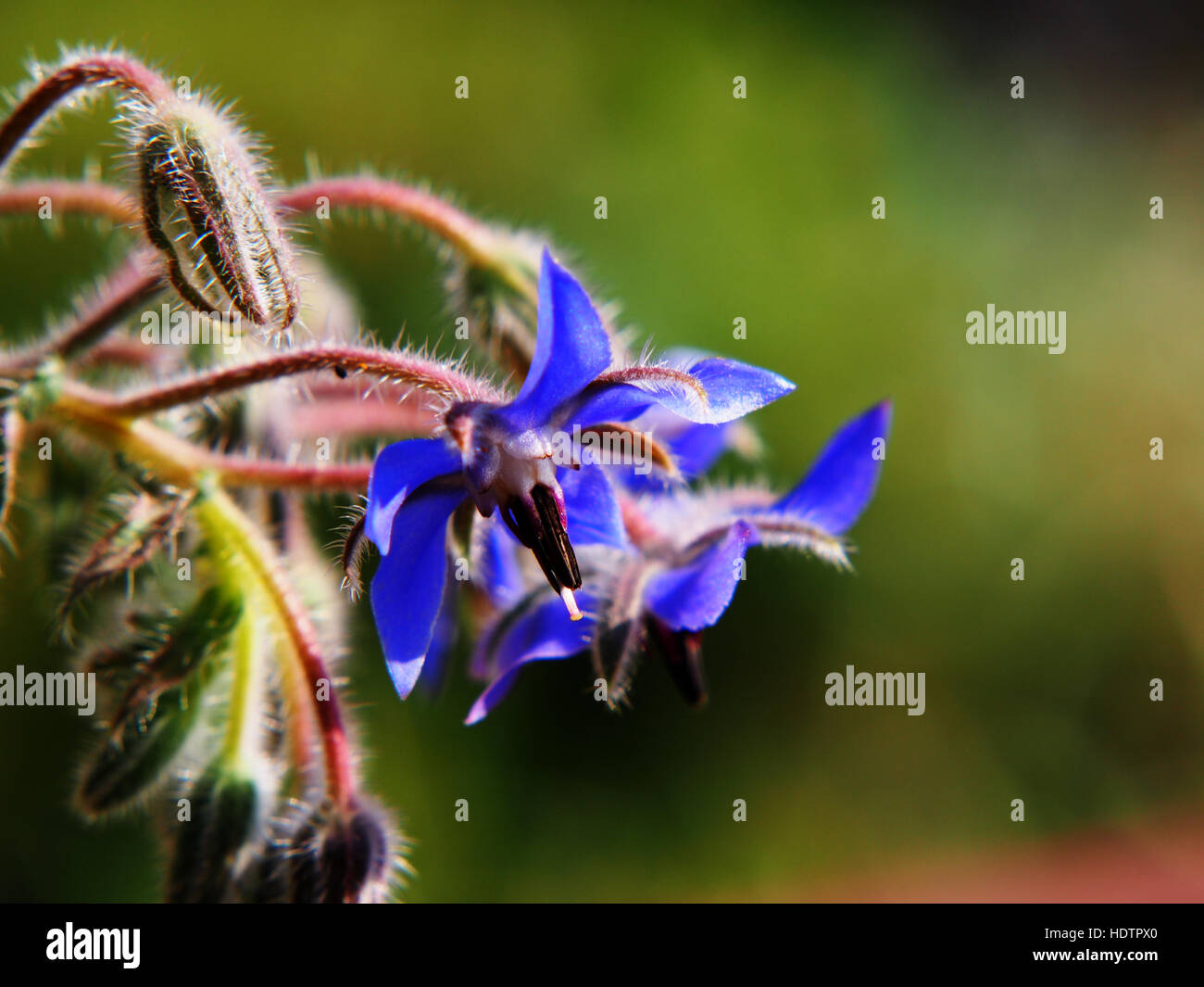 Borago officinalis - Borage, Starflower in full bloom Stock Photo - Alamy