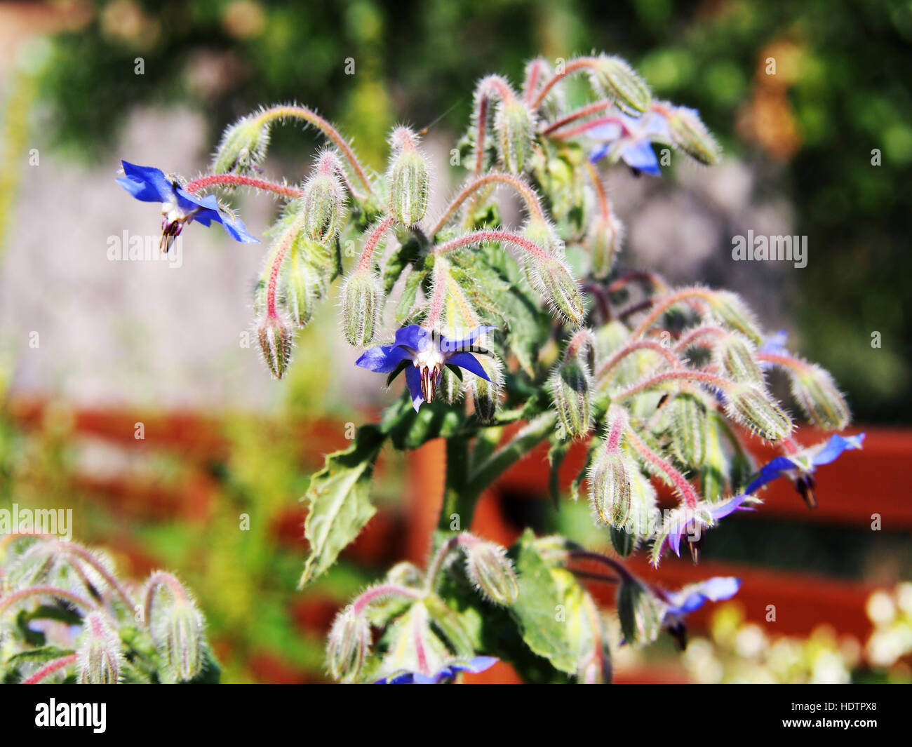 Borago officinalis - Borage, Starflower in full bloom Stock Photo - Alamy