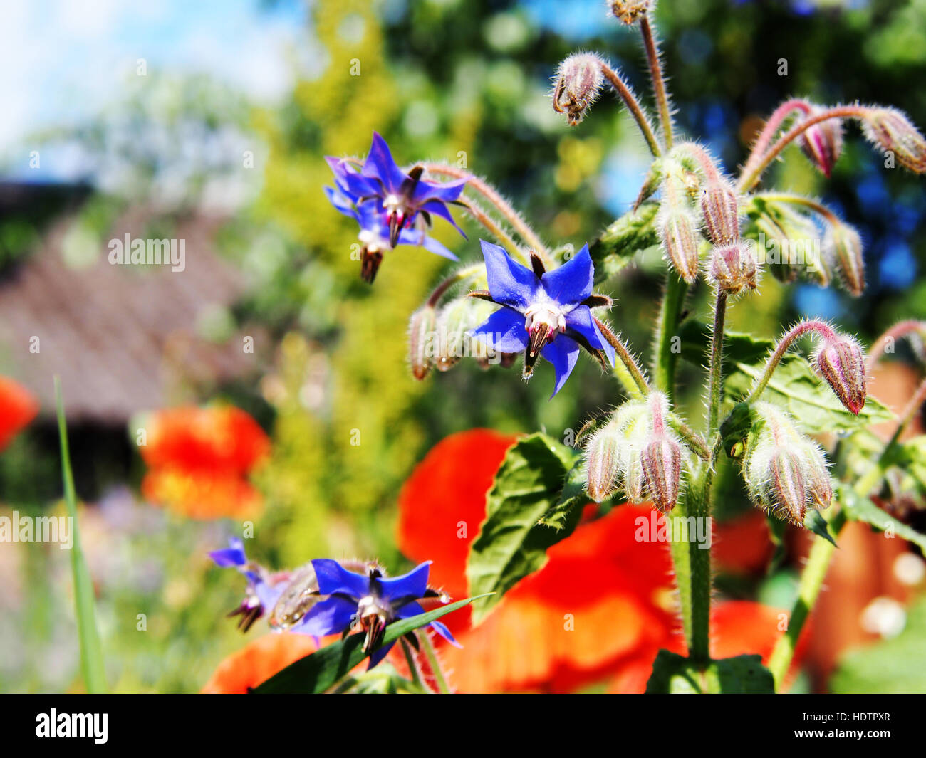 Borago officinalis - Borage, Starflower in full bloom Stock Photo - Alamy