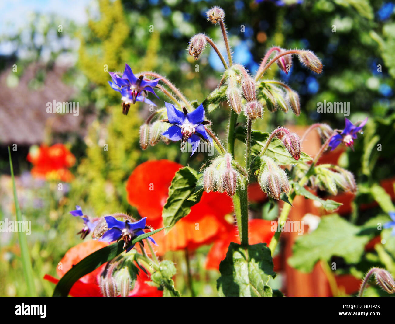 Borago officinalis - Borage, Starflower in full bloom Stock Photo - Alamy