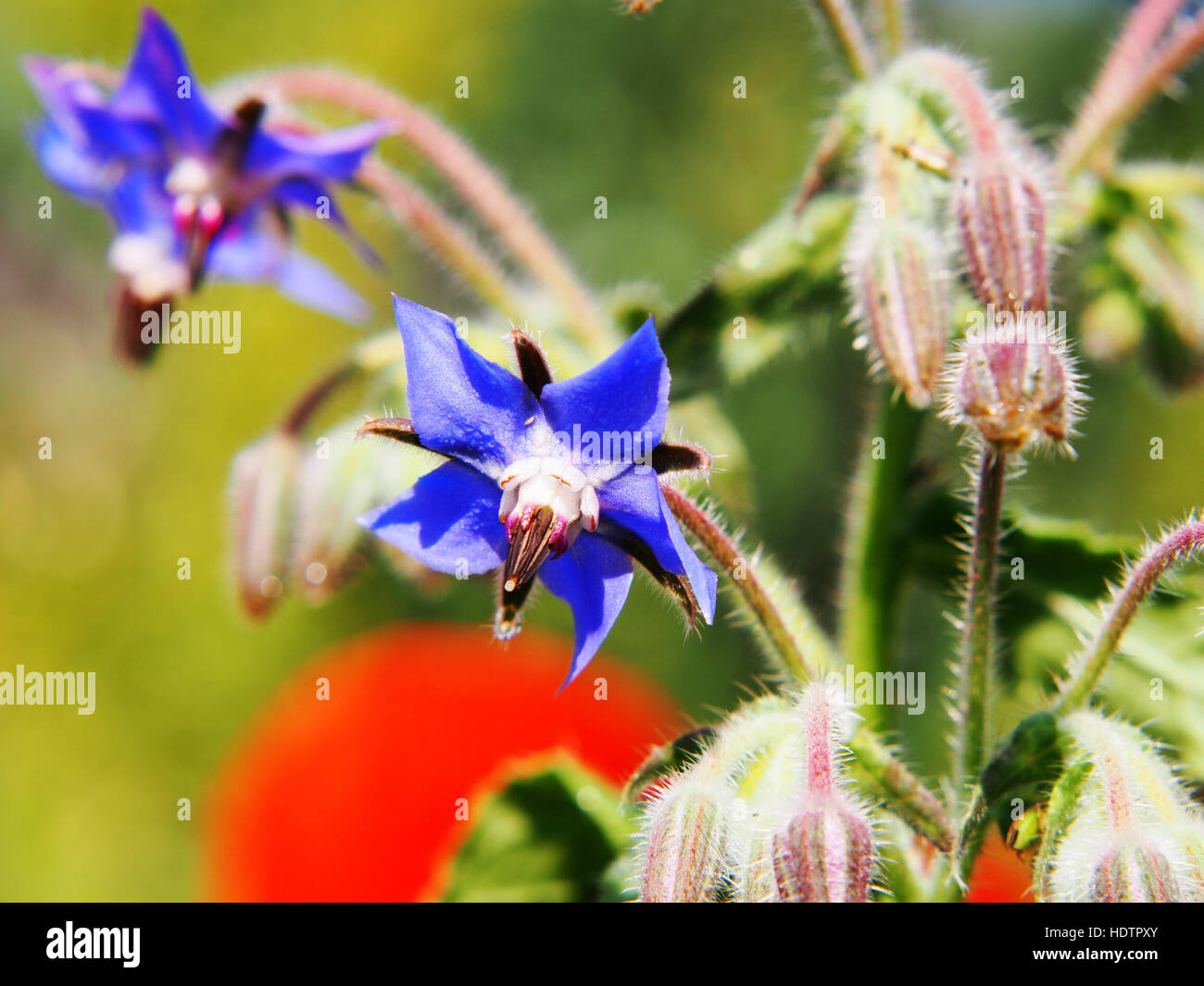 Borago officinalis - Borage, Starflower in full bloom Stock Photo - Alamy