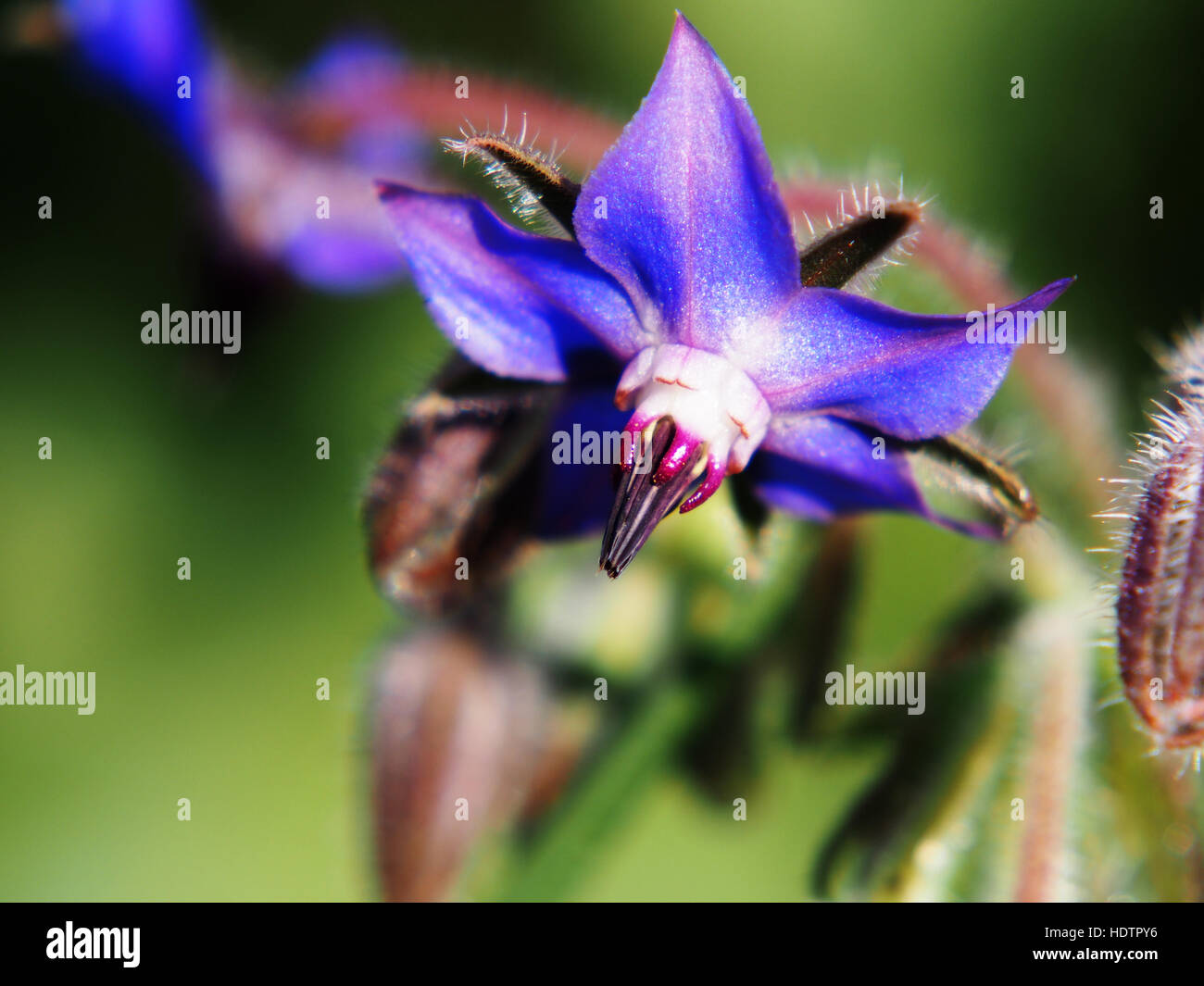 Borago officinalis - Borage, Starflower in full bloom Stock Photo - Alamy