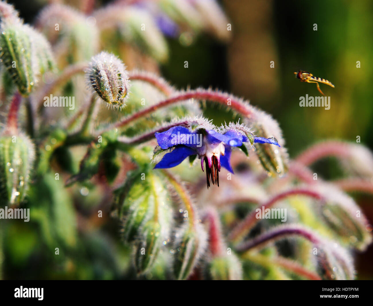 Borago officinalis - Borage, Starflower in full bloom Stock Photo - Alamy