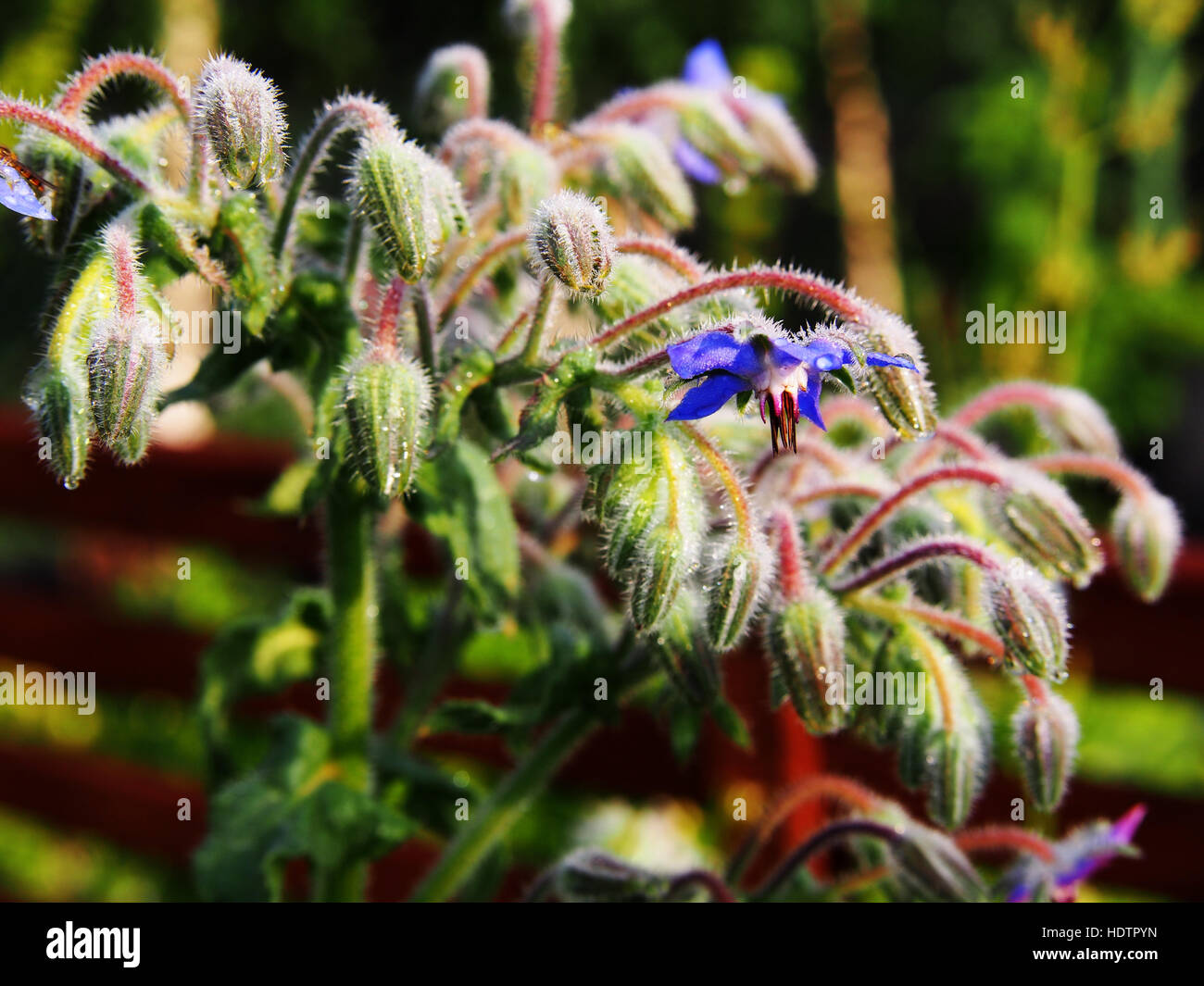 Borago officinalis - Borage, Starflower in full bloom Stock Photo - Alamy