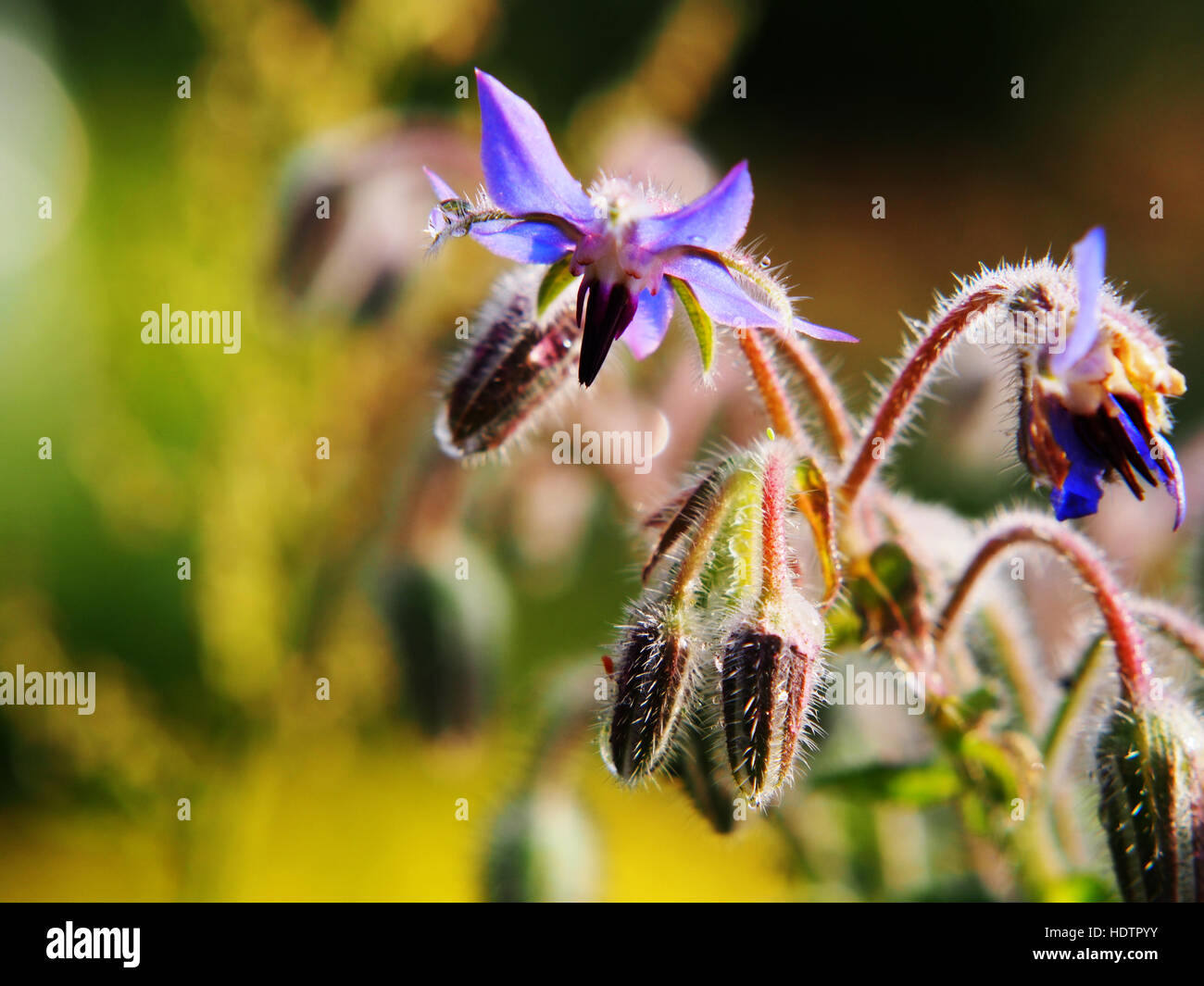 Borago officinalis - Borage, Starflower in full bloom Stock Photo - Alamy