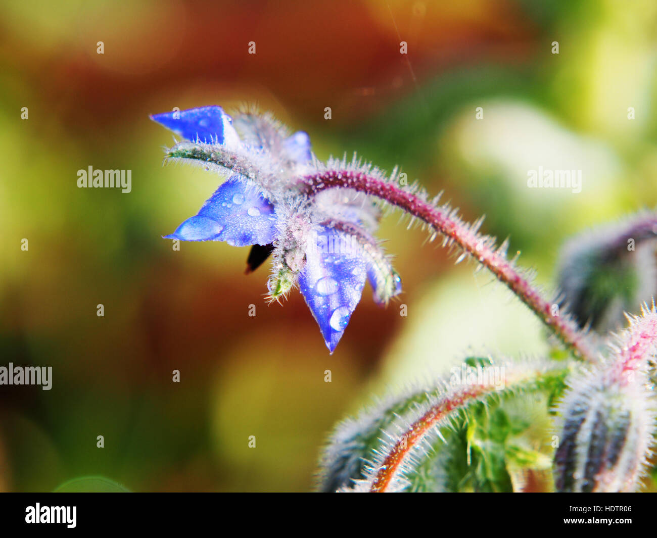 Borago officinalis - Borage, Starflower in full bloom Stock Photo - Alamy