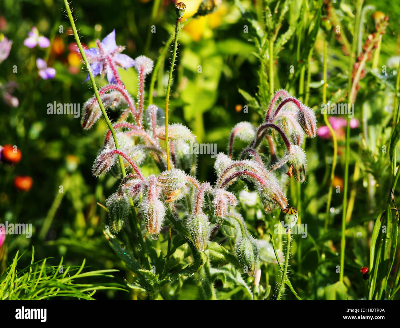 Borago officinalis - Borage, Starflower in full bloom Stock Photo - Alamy