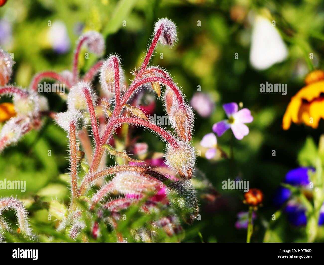 Borago officinalis - Borage, Starflower in full bloom Stock Photo - Alamy