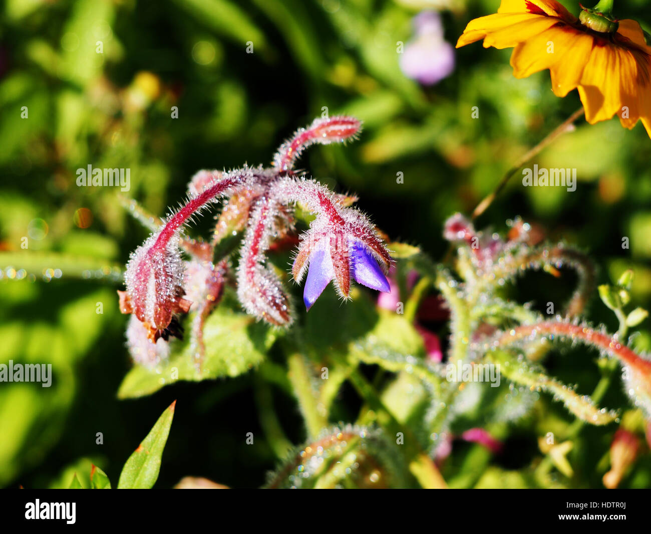 Borago officinalis - Borage, Starflower in full bloom Stock Photo - Alamy
