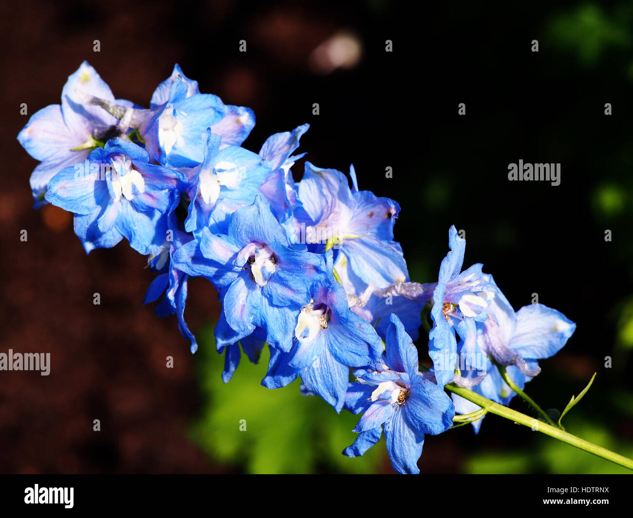 Delphinium magic fountain hi-res stock photography and images - Alamy