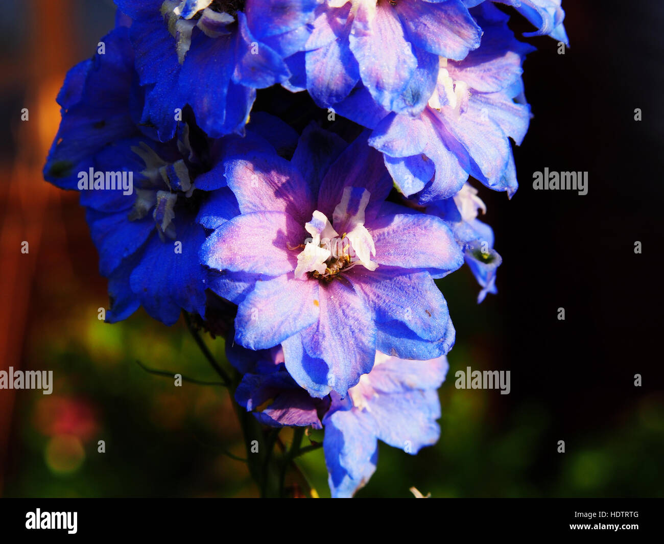 Delphinium 'Magic Fountain' - larkspur in full bloom Stock Photo - Alamy