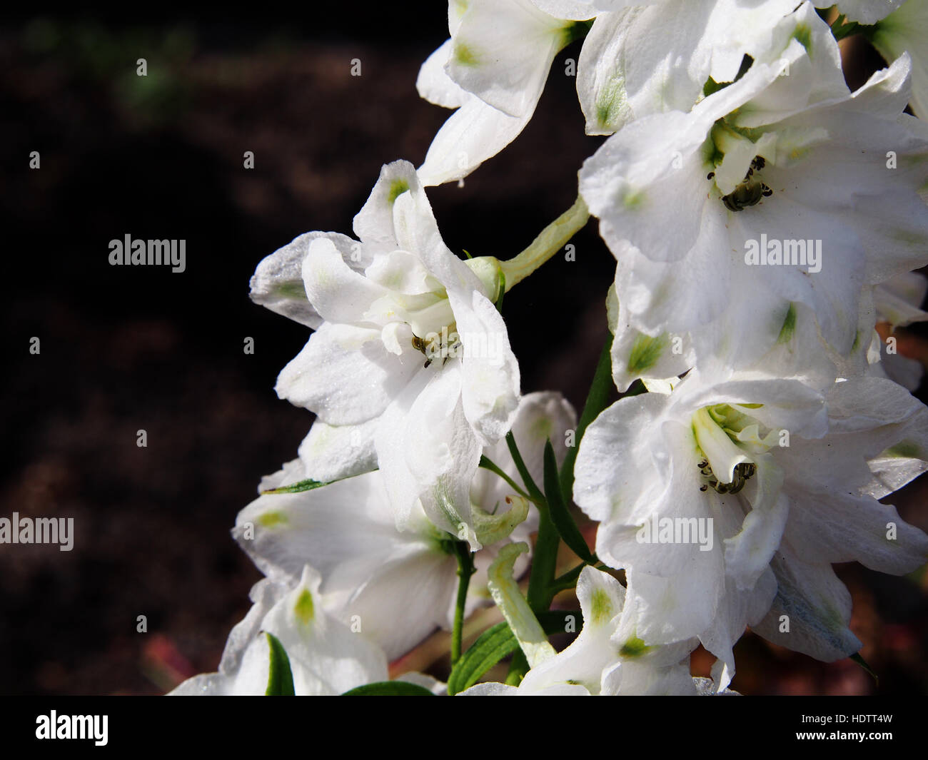 Larkspur blooming hi-res stock photography and images - Alamy