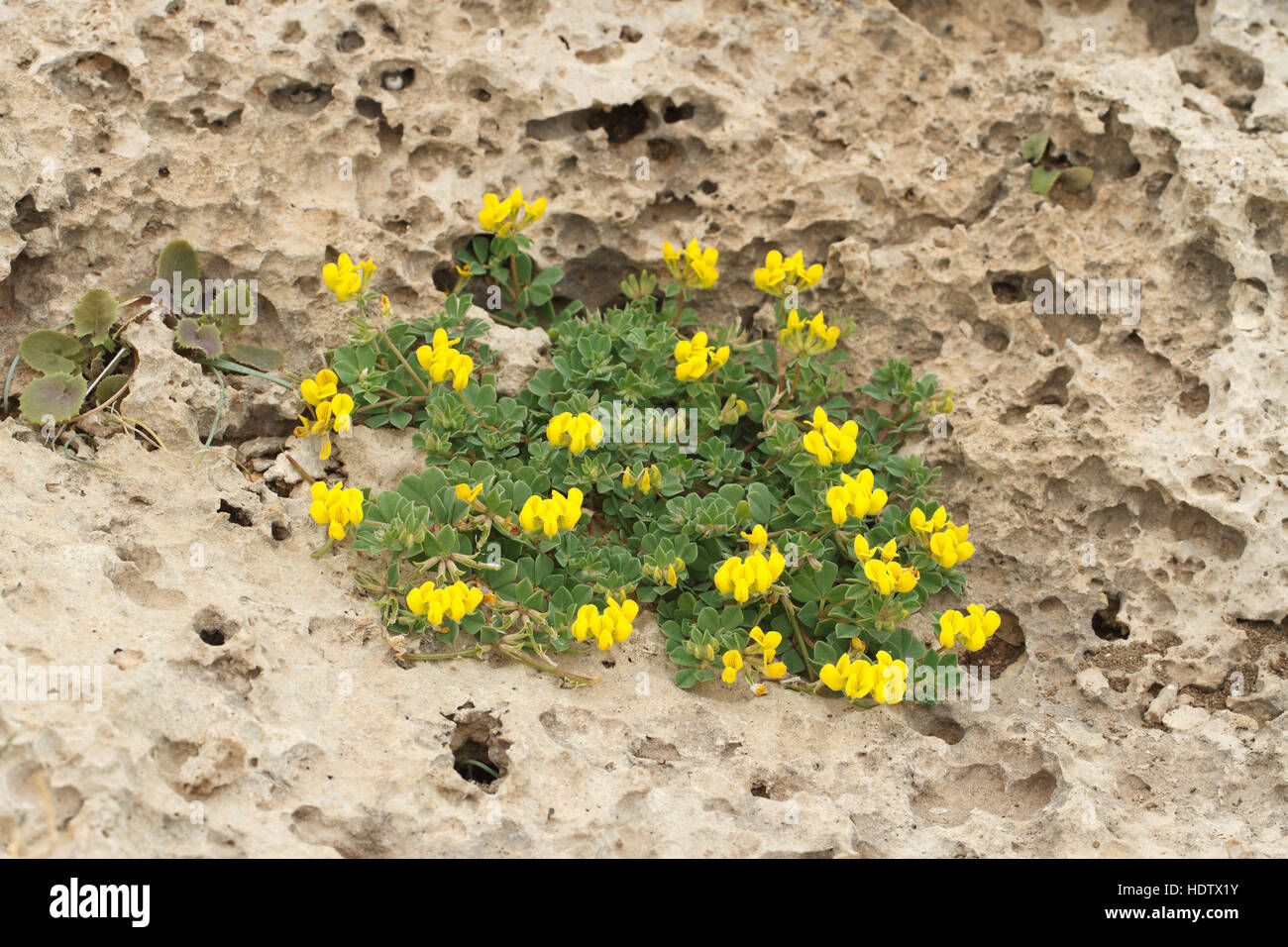 Flowering plant lotus creticus close-up, horizontal outdoors Stock ...