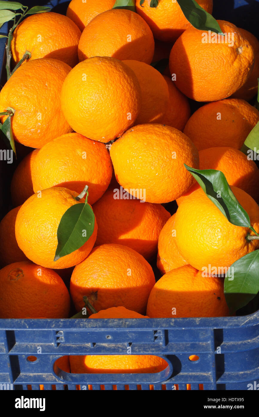Harvest of fresh oranges close-up in the container. vertical background ...