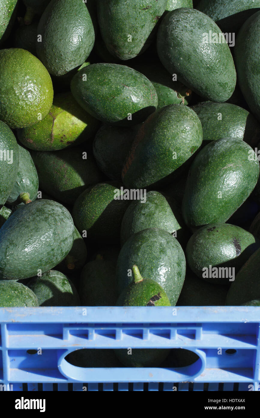 Ripe avocados in a box close-up on the market. vertical background ...