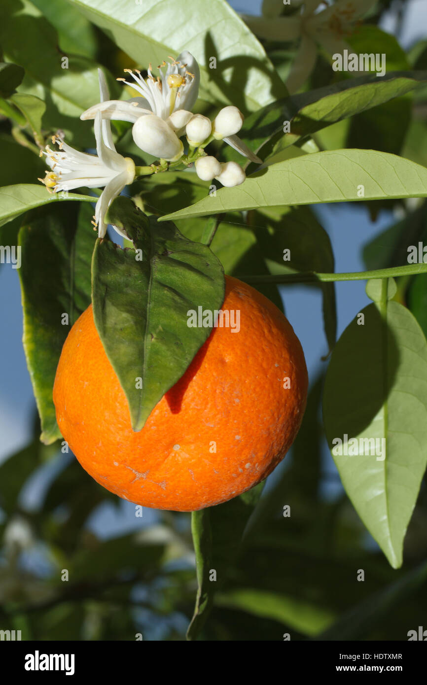 Tangerine Tree Flowers