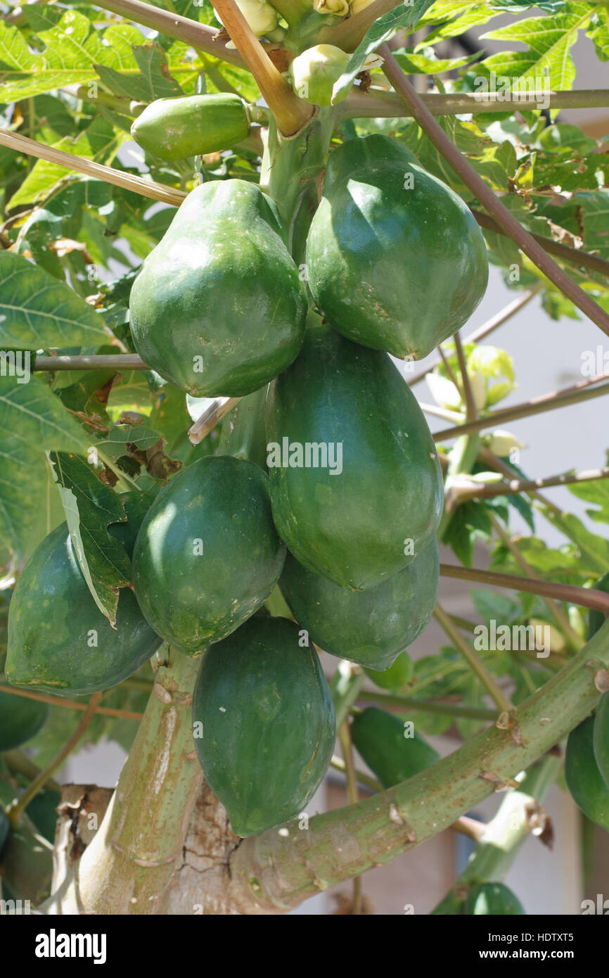 Unripe papaya hi-res stock photography and images - Alamy