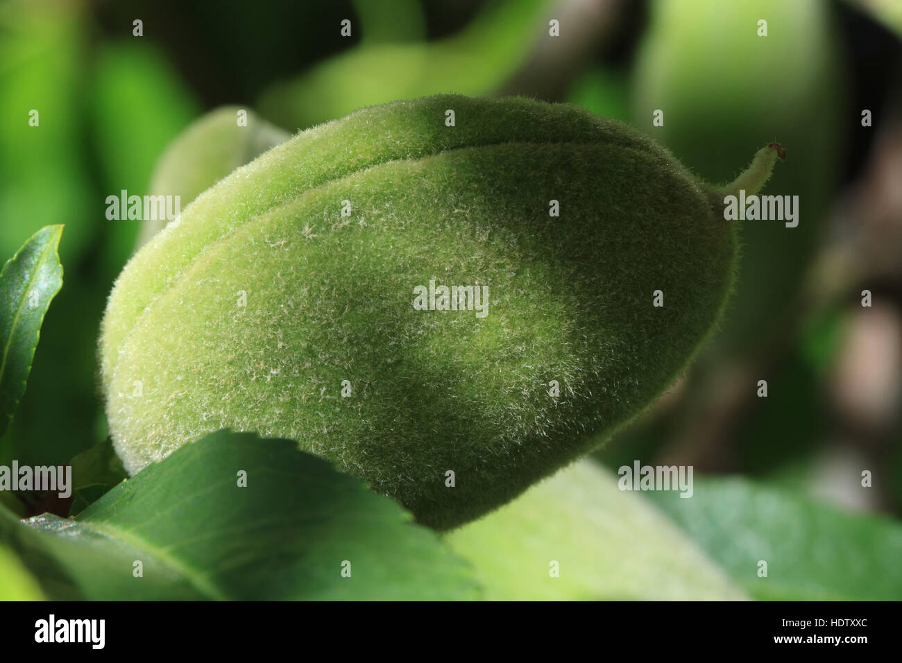 Almonds on the tree hi-res stock photography and images - Alamy