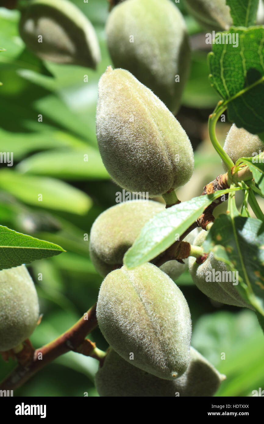 Unripe almonds hi-res stock photography and images - Alamy