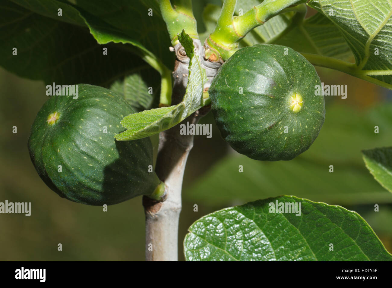 Unripe figs hi-res stock photography and images - Alamy