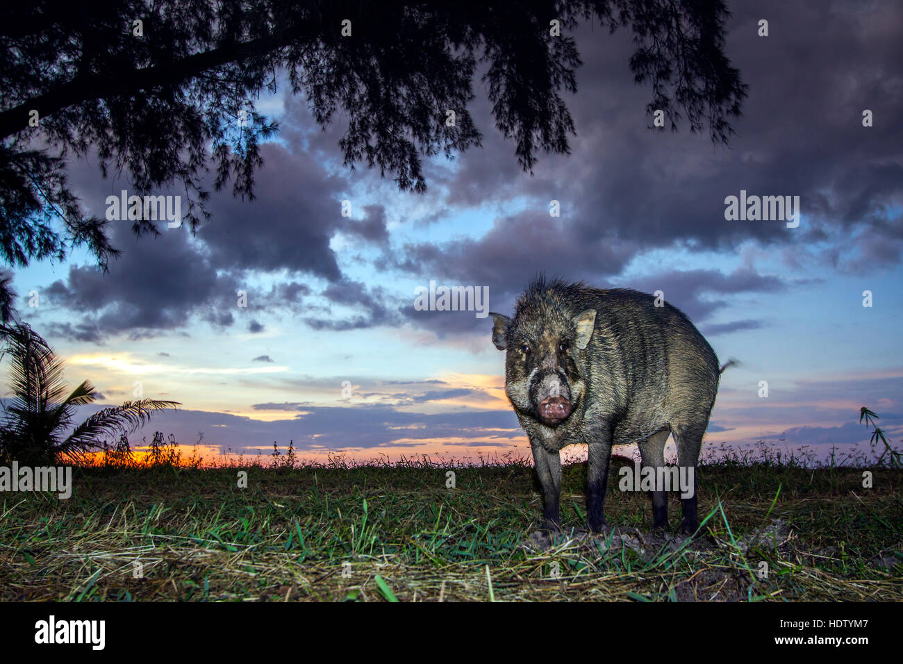 Wild boar in Tarutao national park, Thailand ; specie Sus scrofa family ...