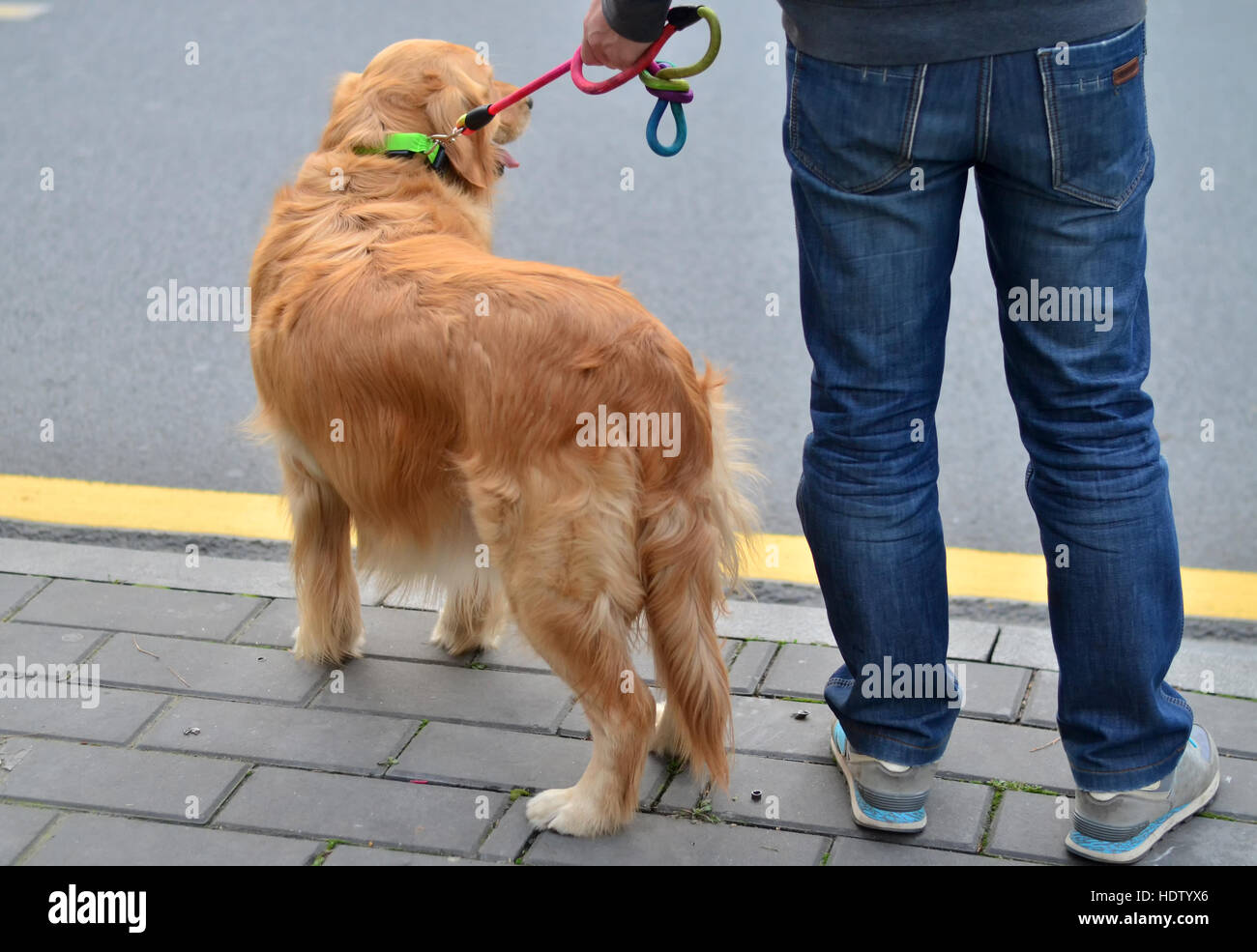 Crowd control dog hi-res stock photography and images - Alamy