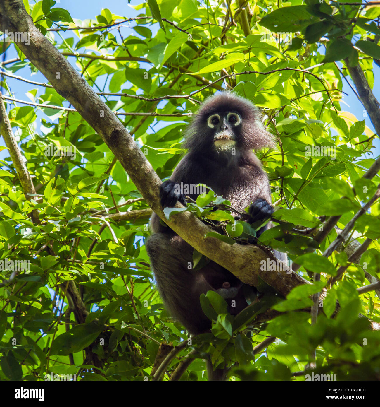 Spectacled monkey in Tarutao national park Thailand ; specie ...